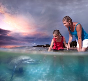 About the Wild Dolphin Feeding Program - Tangalooma Resort