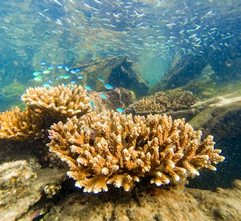 Tangalooma Wrecks | Moreton Island near Tangalooma Resort