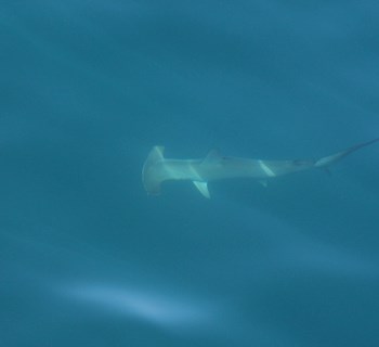 Tangalooma Whale Watching Cruise Aug 2 - 9 2018