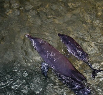New Addition to Tangalooma's Dolphin Family | Tangalooma Island Resort ...