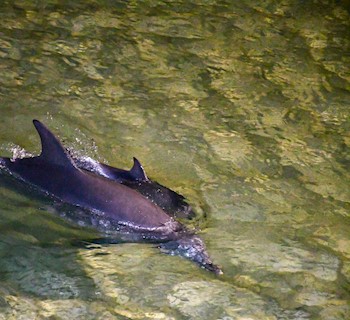 New Addition to Tangalooma's Dolphin Family | Tangalooma Island Resort ...