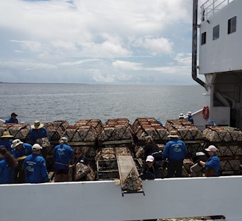 OzFish Moreton Bay Shellfish Reef Restoration Project | Tangalooma ...