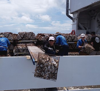 OzFish Moreton Bay Shellfish Reef Restoration Project | Tangalooma ...