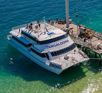 Reef Cat: Ready to Roar | Tangalooma Island Resort Blog & Articles