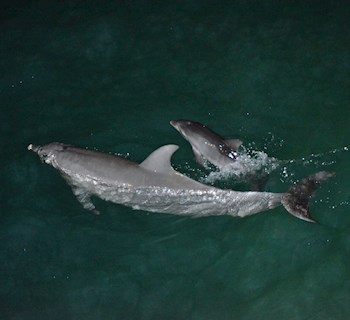 Tinkerbells new baby dolphin | Tangalooma Island Resort