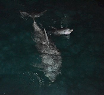 Tinkerbells new baby dolphin | Tangalooma Island Resort