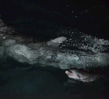 Tinkerbells new baby dolphin | Tangalooma Island Resort
