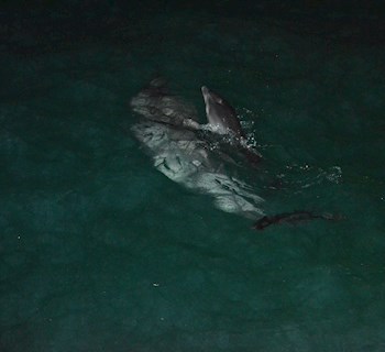 Tinkerbells new baby dolphin | Tangalooma Island Resort