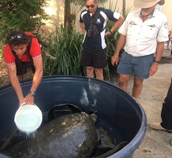October Turtle Rescue | Tangalooma Island Resort Blog & Articles
