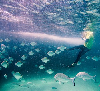 Tangalooma Wrecks | Moreton Island near Tangalooma Resort