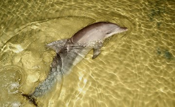 Meet the dolphins that visit Tangalooma Island Resort, Brisbane