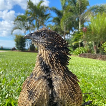 Meet Charlie | Tangalooma Island Resort Blog & Articles