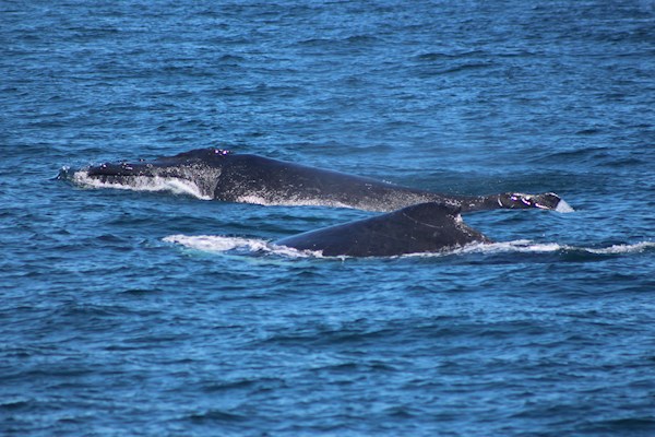Humpback Whales - Local & Native Wildlife. Tangalooma Resort
