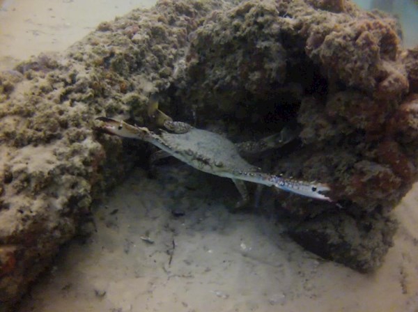 Blue Swimmer Crab | Tangalooma Island Resort Blog & Articles