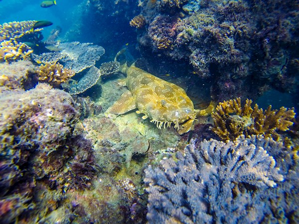 Tangalooma Island Resort Terms and Conditions