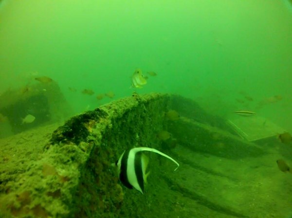 Feather Fin Bullfish | Tangalooma Island Resort Blog & Articles