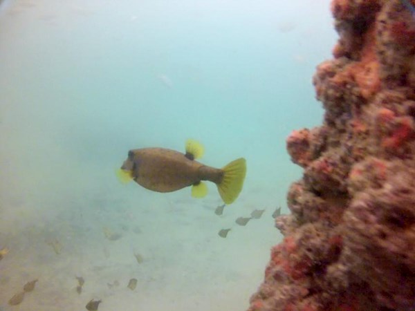 Yellow Boxfish | Tangalooma Island Resort Blog & Articles