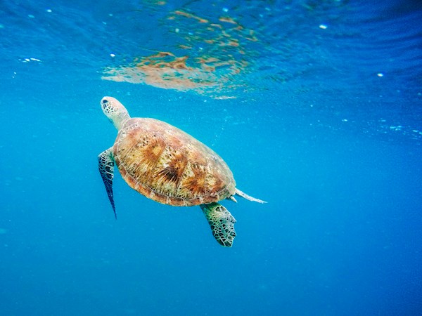 Moreton Island School Excursions & Camps | Tangalooma Resort