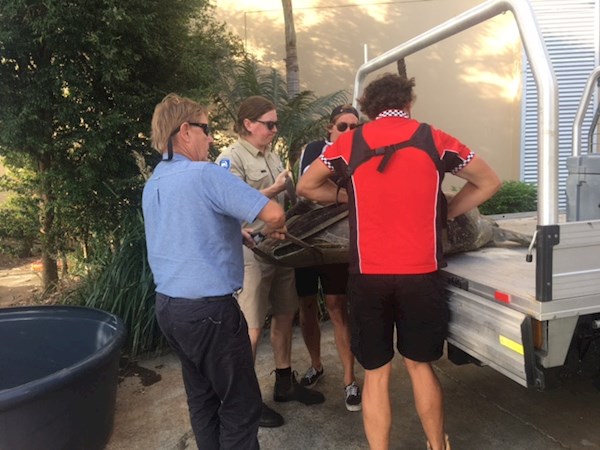 October Turtle Rescue | Tangalooma Island Resort Blog & Articles