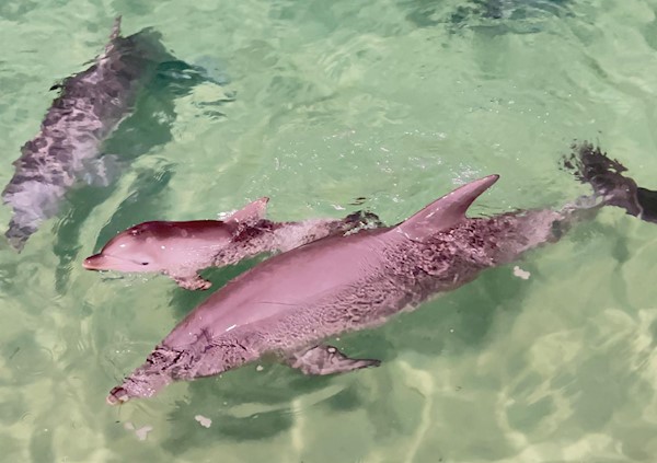 New Addition to Tangalooma's Dolphin Family | Tangalooma Island Resort ...