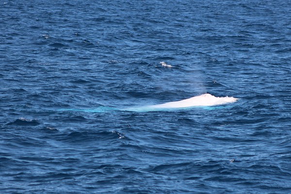 Tangalooma Island Resort's Brisbane Whale Watching Updates
