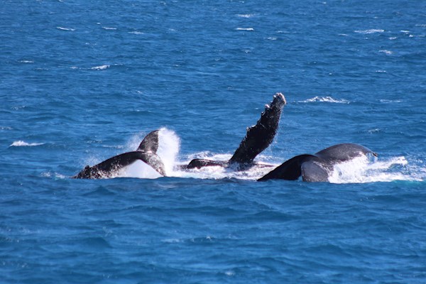Tangalooma Island Resort's Brisbane Whale Watching Updates