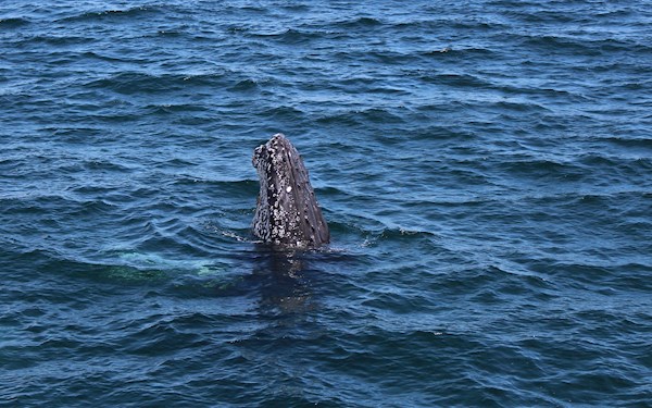 Tangalooma whale watching | Whales, turtles & manta ray today