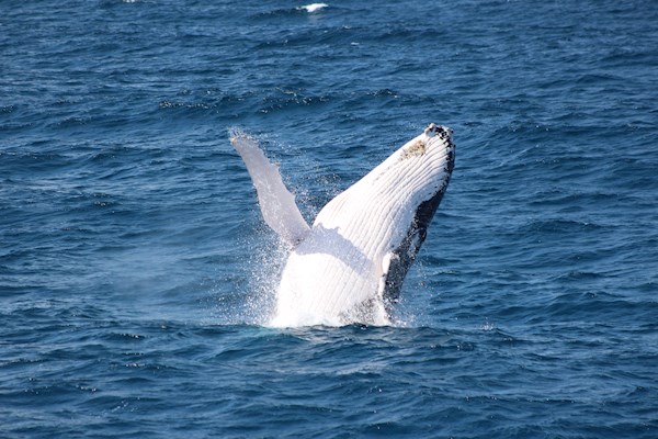 Tangalooma whale watching | Whales breach off bow of boat