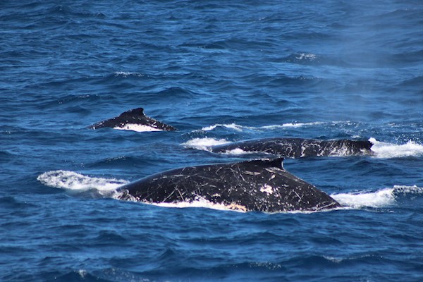 Tangalooma whale watching | Migaloo due past Moreton Island