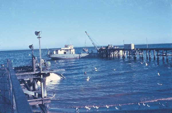 The history of Moreton Island and Tangalooma Island Resort