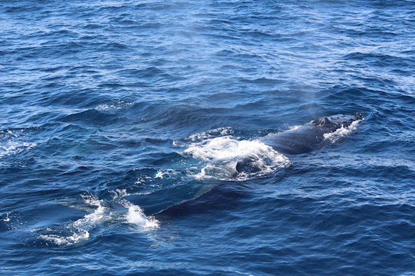 Tangalooma Whale Watching Cruise July 6 - 12 2018