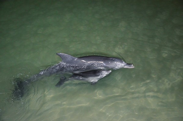 Baby Dolphin Update | Tangalooma Island Resort
