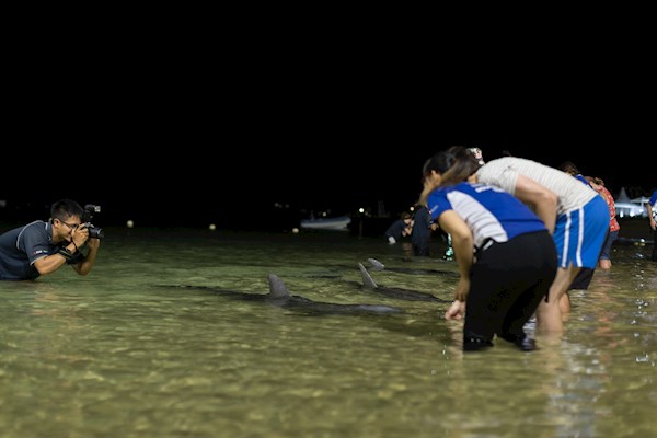 Dolphin Feeding FAQs | Tangalooma Resort | Moreton Island
