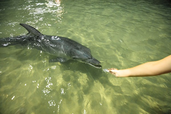 How to feed wild dolphins | Tangalooma Island Resort, Brisbane