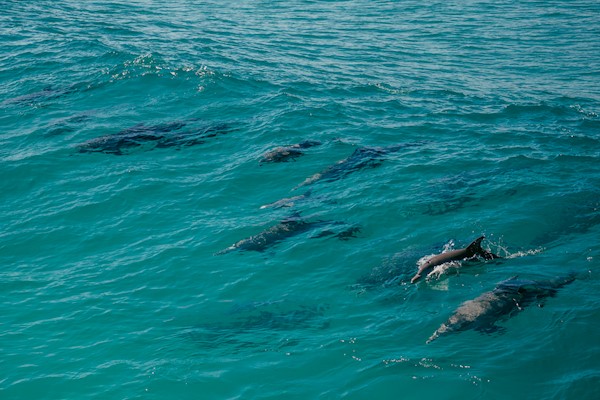 Tangalooma Wild Dolphin Feeding, Education, & Conservation