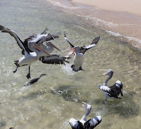 Local & Native Wildlife - Tangalooma Resort, Moreton Island