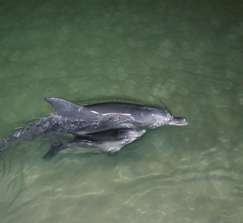 Baby Dolphin Update | Tangalooma Island Resort