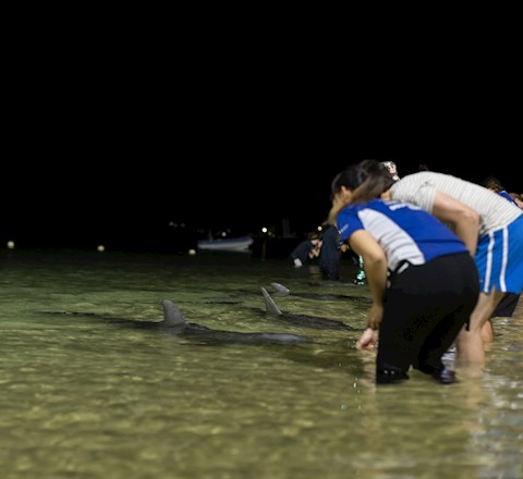 Dolphin Feeding FAQs | Tangalooma Resort | Moreton Island