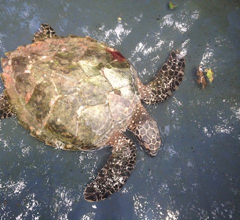 Hawksbill Turtle Rescue | Tangalooma Island Resort Blog & Articles