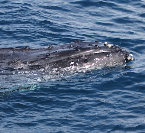 Humpback Whales - Local & Native Wildlife. Tangalooma Resort