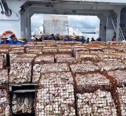OzFish Moreton Bay Shellfish Reef Restoration Project | Tangalooma ...