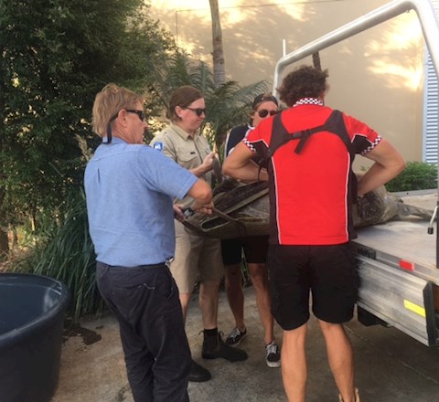 October Turtle Rescue | Tangalooma Island Resort Blog & Articles