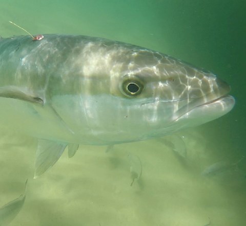 Tangalooma Island Resort Blog & Articles | News & Updates