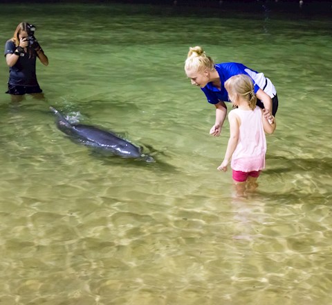 Wild Dolphin Feeding Experience | Tangalooma Island Resort