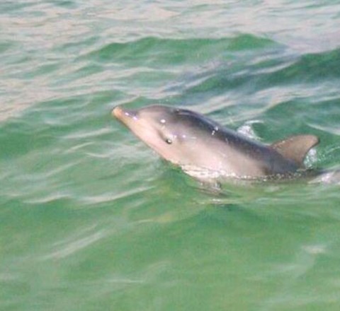 How baby dolphins play games with pufferfish | Tangalooma Island Resort ...